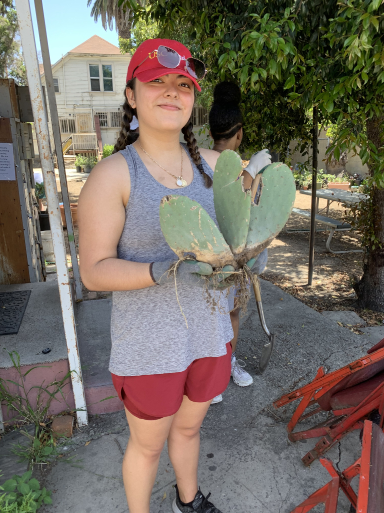 Peace garden brings community greenery - Daily Trojan